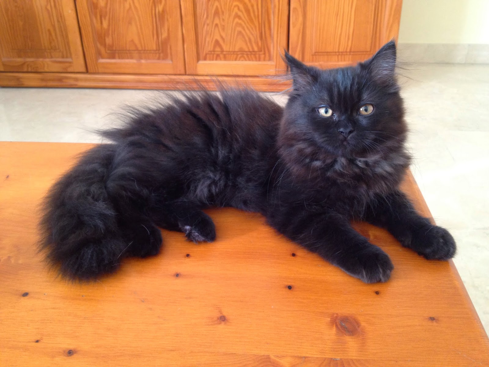 Gatunos Persas: HEMBRA NEGRO HUMO