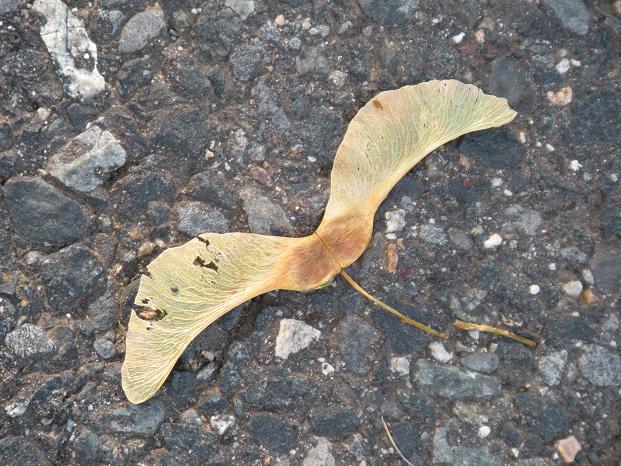 WHS AP Biology 2011: Plant Using wind for seed dispersal