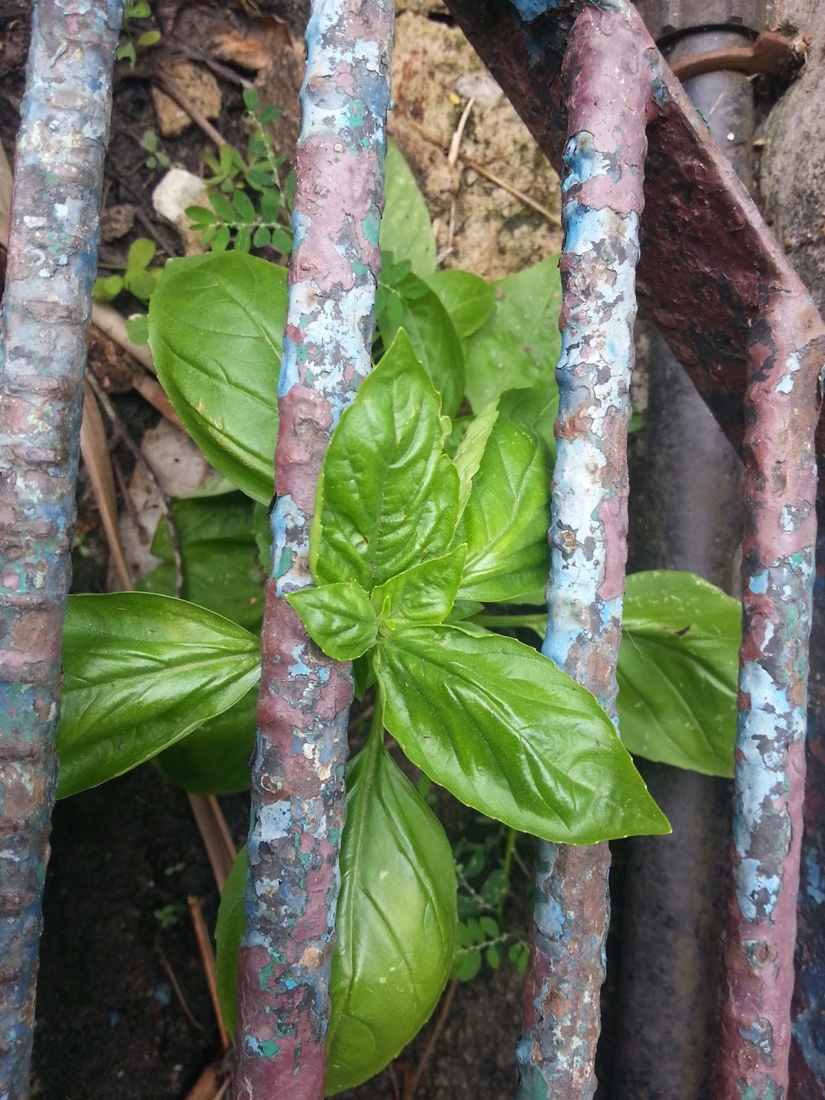 Kebun Bahagia Bersama: Sweet Basil Large Italian Leaves Merata-Rata
