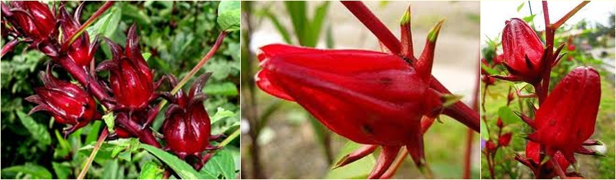 Mr. David's Blog: Pemanfaatan Rosela