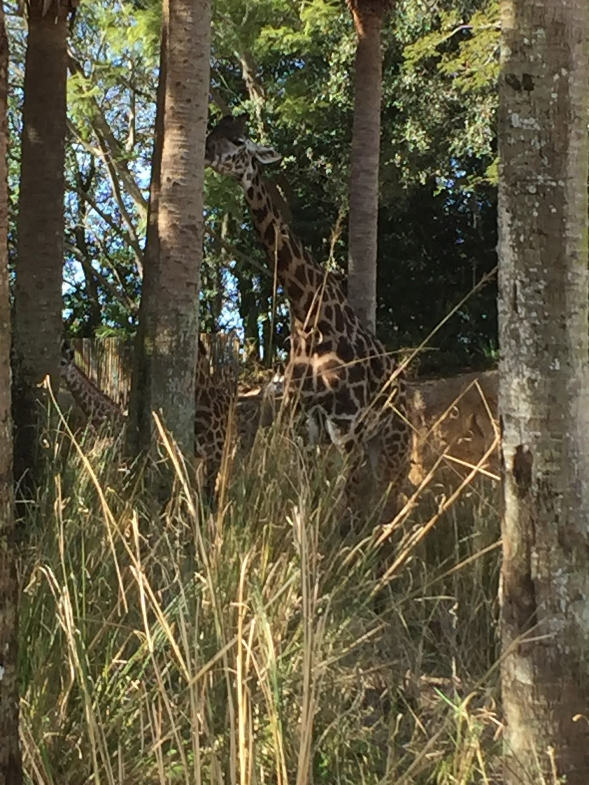 The Great Family Adventure: Conservation, Historic Preservation, and ...