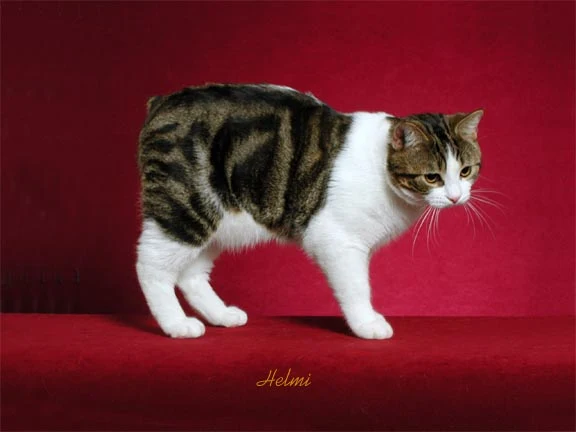 Mau Mew: Manx Cat Picture