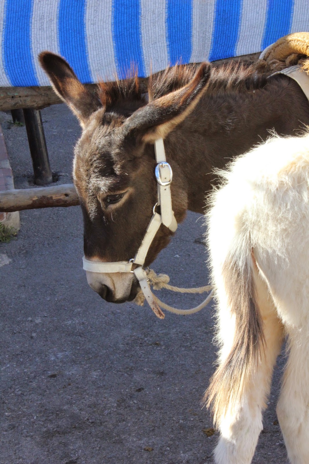 Kike : Visita a la Asociación Burros y Burras C. Valenciana