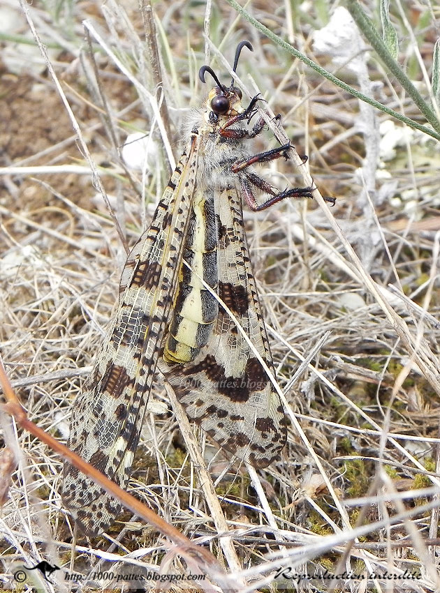 WILDLIFE GATEWAY: Le Fourmilion géant, femelle
