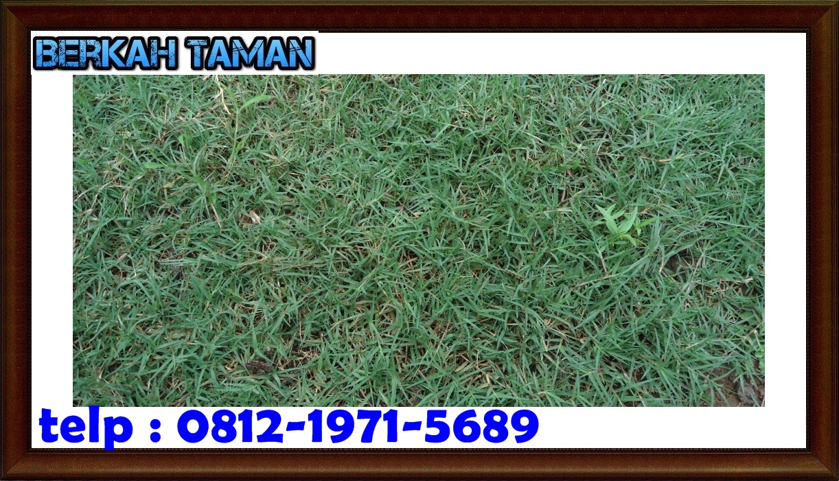 Rumput Golf Untuk Taman : Abu Garden Teknik Budidaya Rumput Golf ...