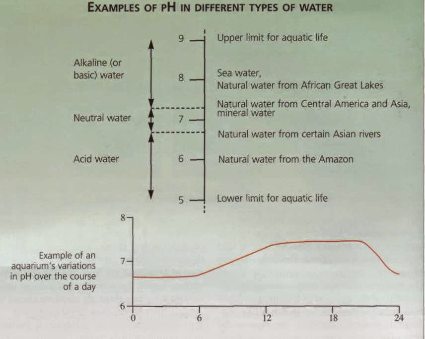 Jacksonville Aquarium and fishing reports: Aquarium : Fresh Water ...