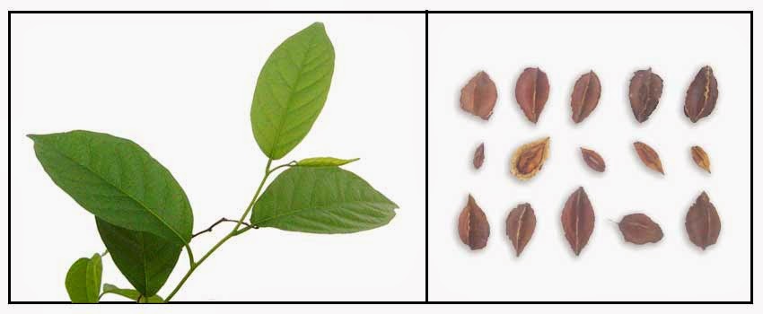 PHILIPPINE HERBAL PLANTS AND THEIR USES: NIYOG-NIYOGAN