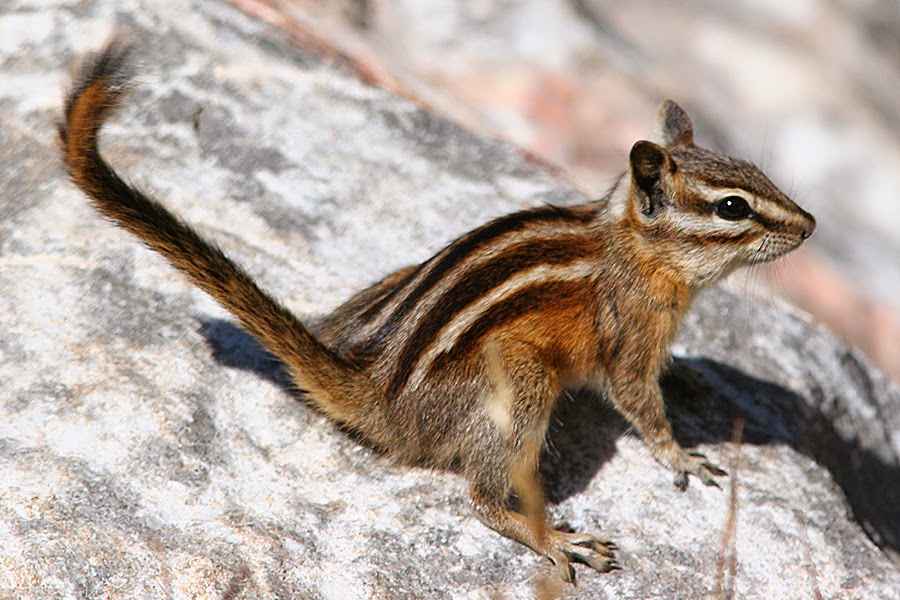 Least Chipmunk Animals | Amazing Facts & Latest Pictures | The Wildlife