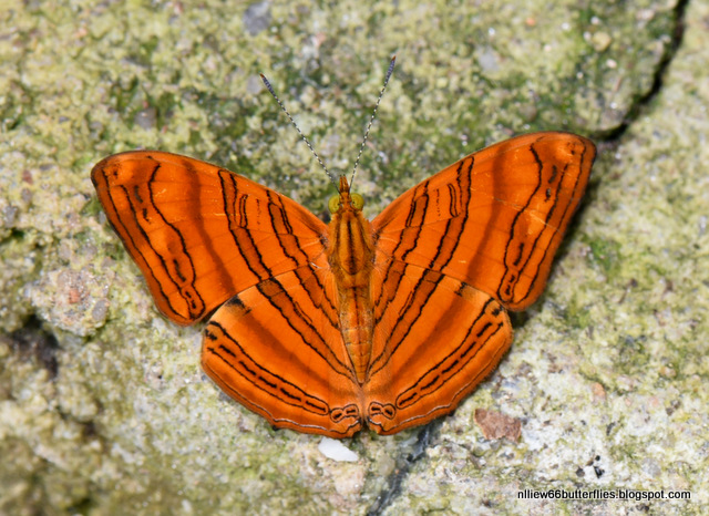 The Forested Path (and Beyond): BUTTERFLIES of RAUB: The Greater Wavy ...