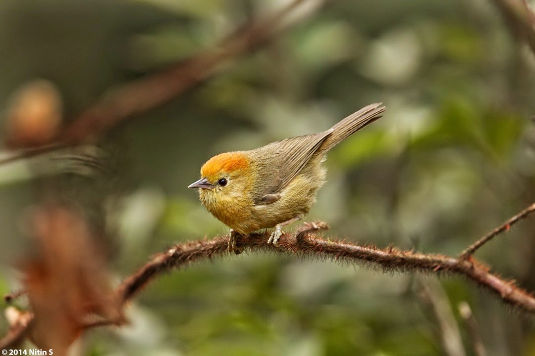 Indian Birds Photography: (delhibirdpix) Rufous-capped Babbler