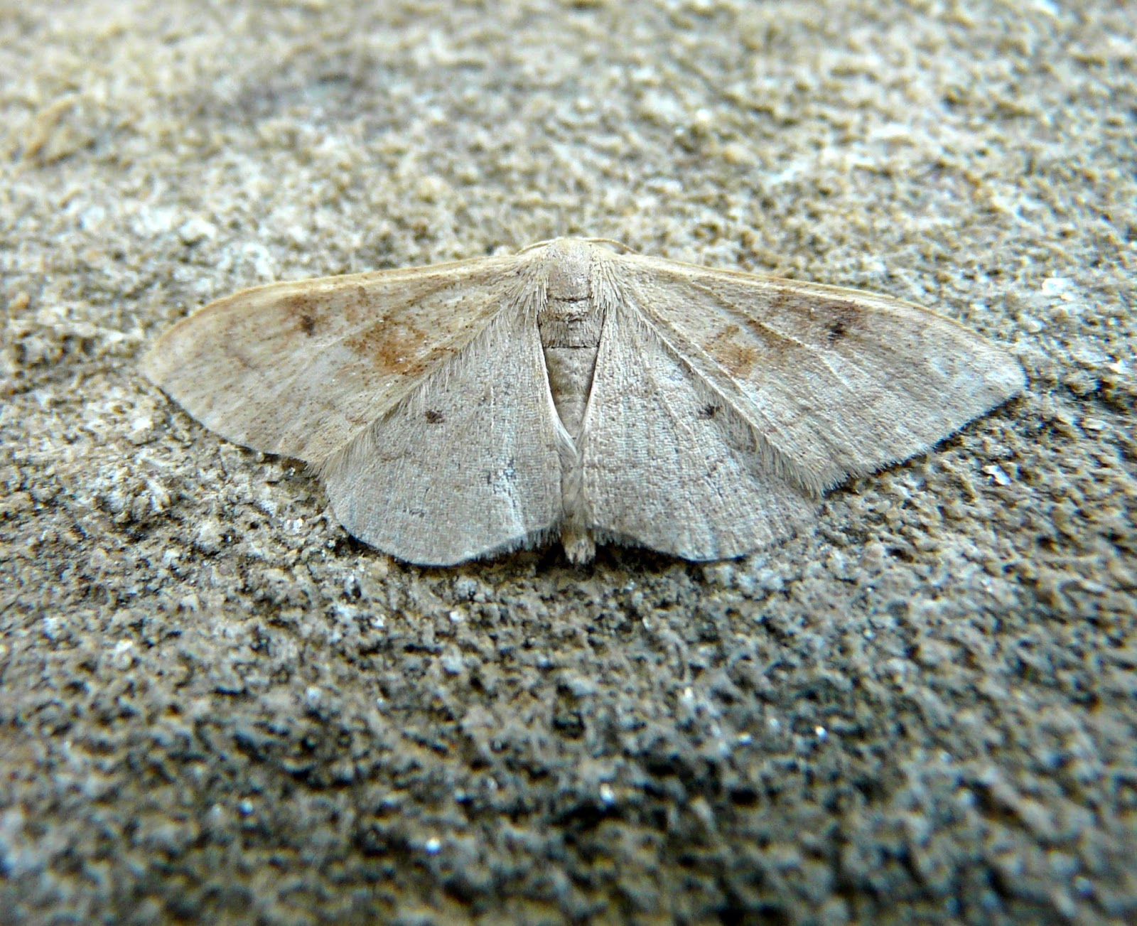birdingexmouth: French Moths