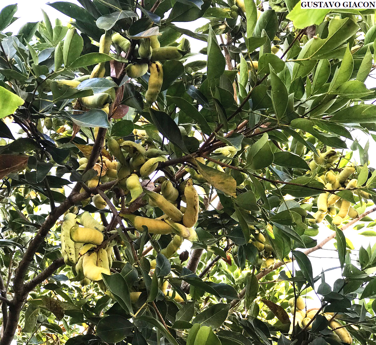 Viveiro Ciprest - Plantas Nativas e Exóticas: Ingá Mirim ( Inga laurina )