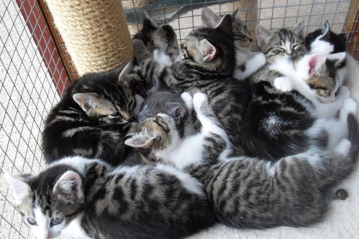 Lots of kittens! : r/CuteKittens