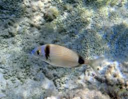 Mar Menor - Murcia: Fauna del Mar Menor