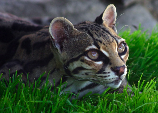 MARGAY photos - wallpapers | the fun bank