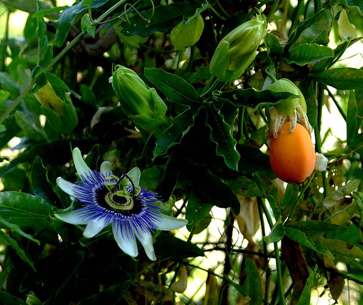 Acasa la nevasta: Retete MasterChef Prajituri