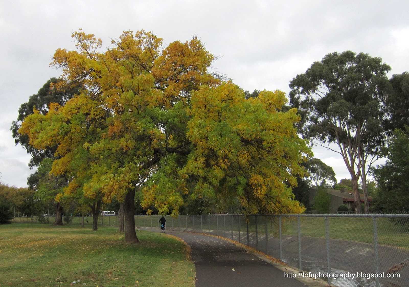 Tofu Photography: Tree turning yellow