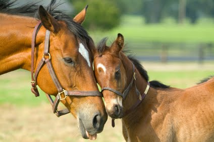 NC Horse Blog: Post-Foaling Care of the Mare and Foal