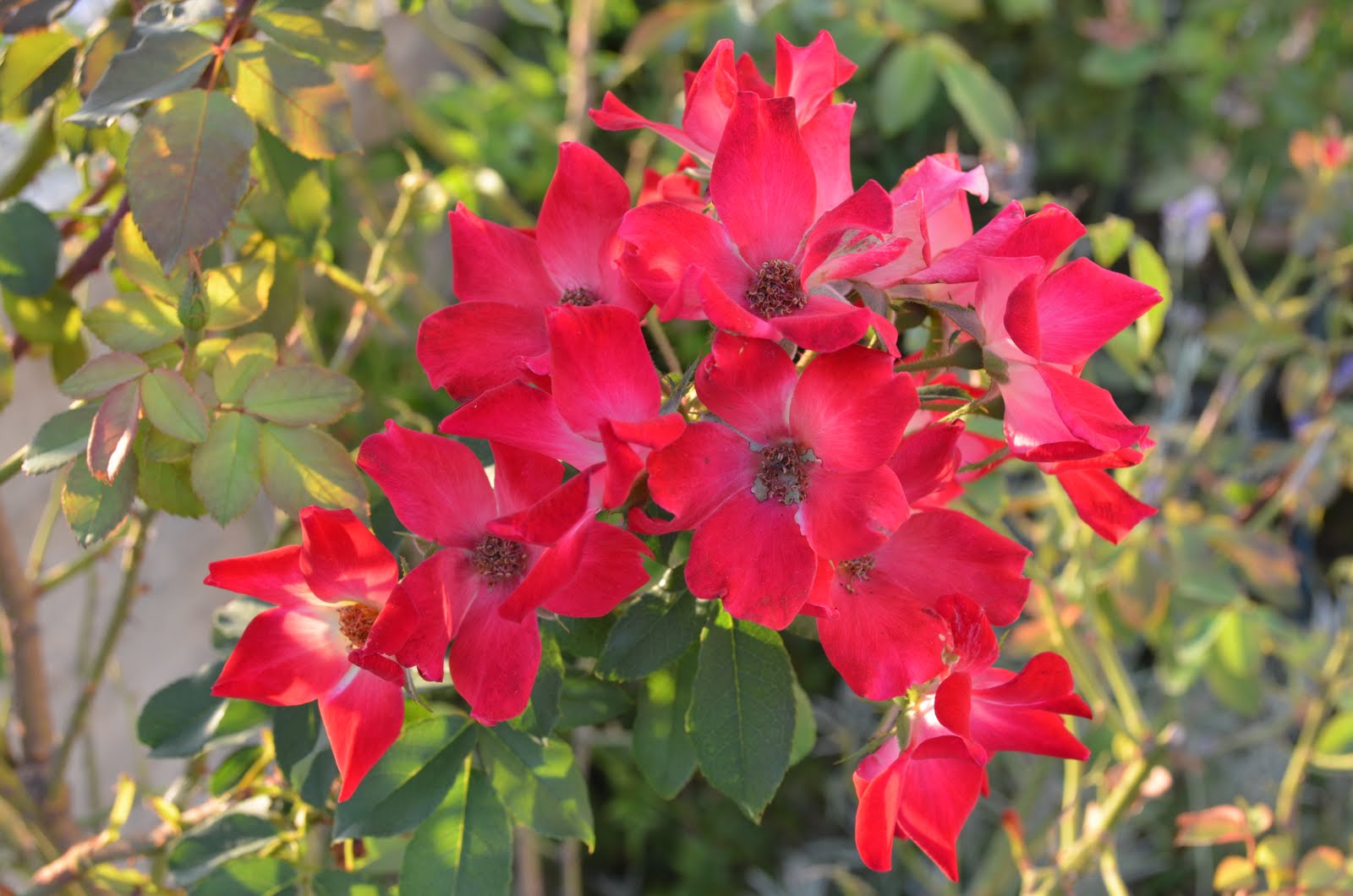 Jurnal de gradina: Flori de August