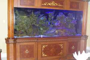 Giant Aquariums: 900 gallon custom reef aquarium - $48000 (Fort ...