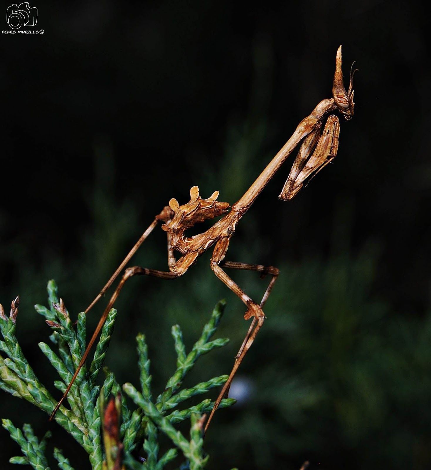 Las excursiones de Murillo "murillonature": Mantis palo (Empusa pennata ...