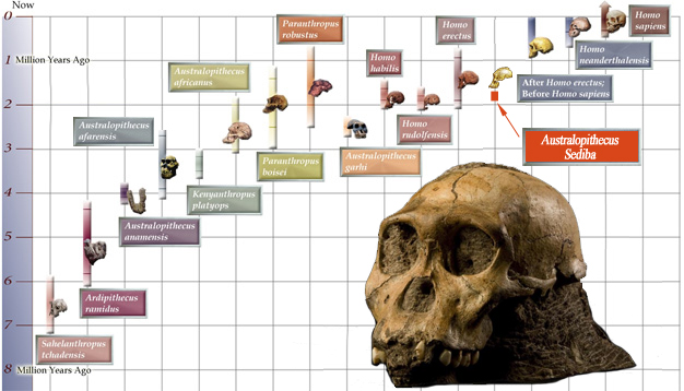 Human Ancestors from South Africa