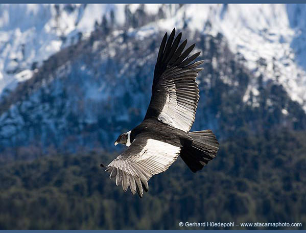 EL CHIMBORAZO: EL CÓNDOR