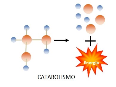 Biología para tus tareas: El Catabolismo.