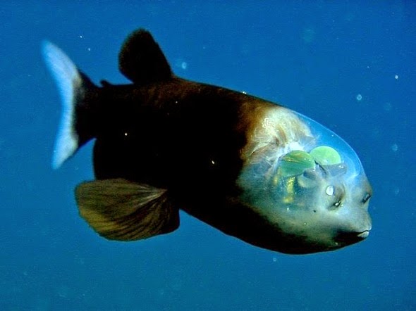 Weird Unique Fish Photo Collections | all about photo