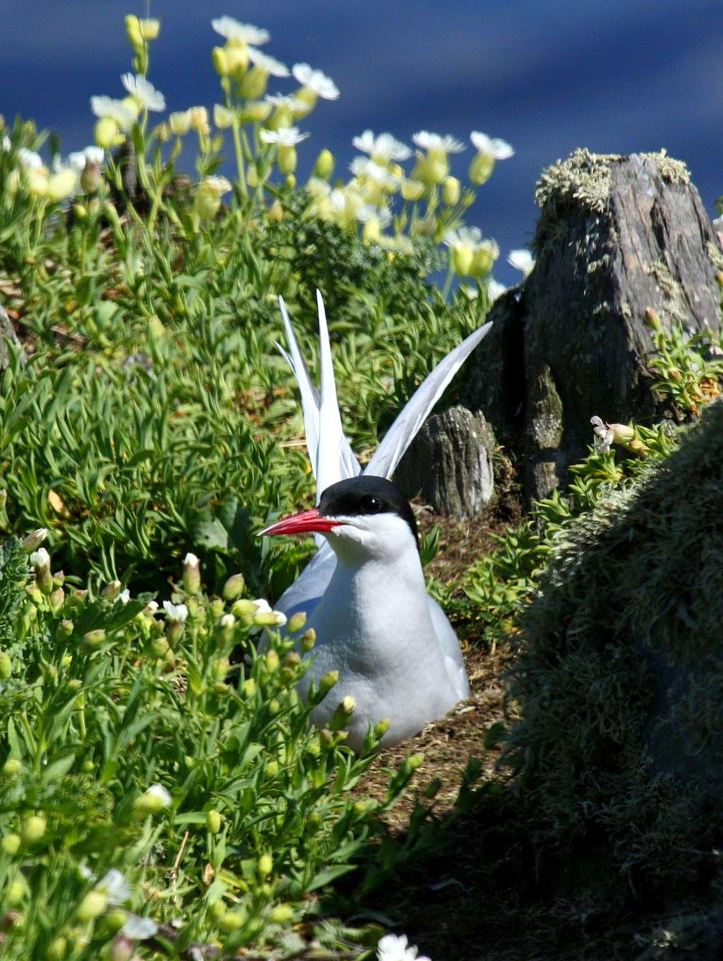 Birding For Pleasure: Copeland Island Visited Part 4
