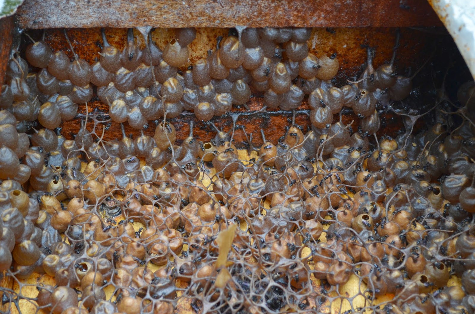 SADE1013 ASAS KEUSAHAWANAN: LAMPIRAN (Madu Kelulut Keda Resort Bendang Man)