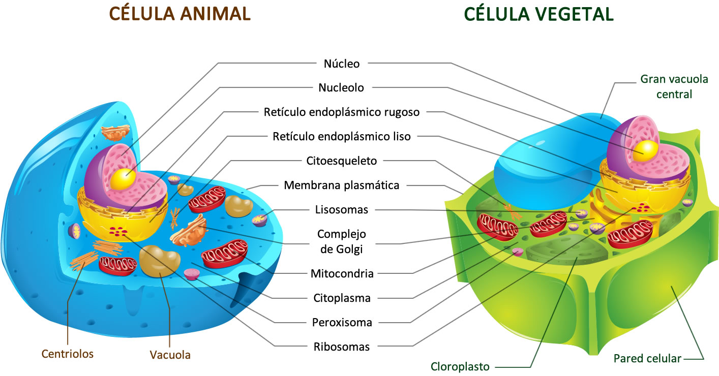 Imagen Celula Animal Y Vegetal - arbol