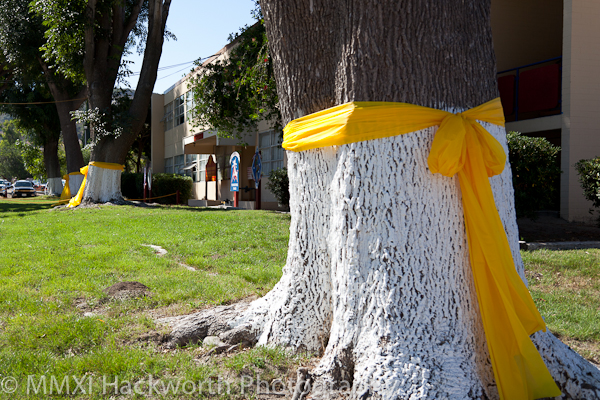 Hackworth Photography: Tie a Yellow Ribbon Round the Ole Oak Tree