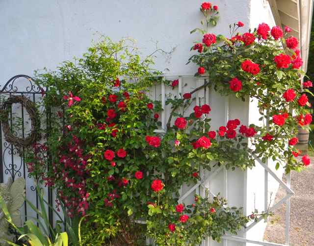 Pam's English Cottage Garden: Vines For Vertical Interest