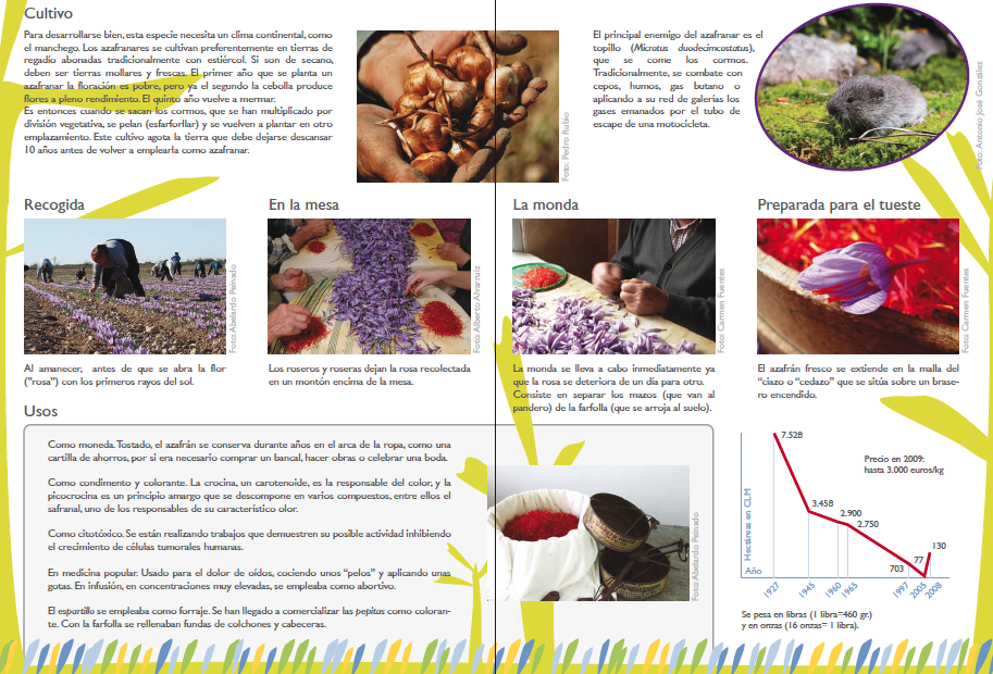 Plantas Medicinales Tian: El Azafrán