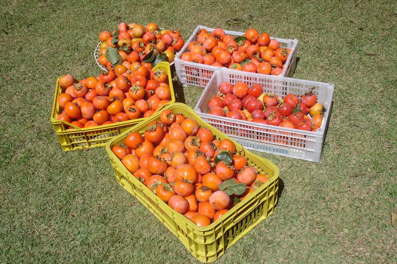 SABOR DE MABOQUE: E os caquis estão maduros novamente!