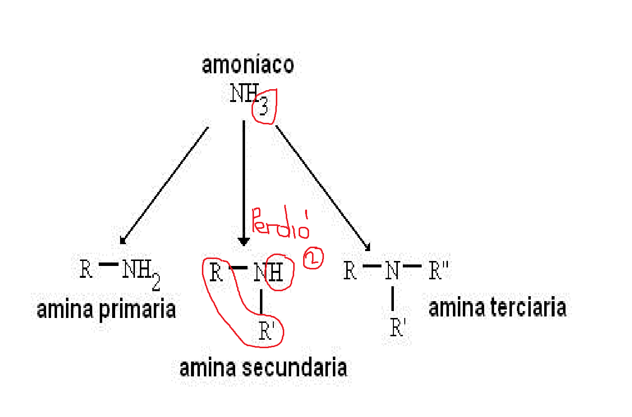 Aprendamos sobre... Aminas y Amidas: Si observas estas aminas veras...