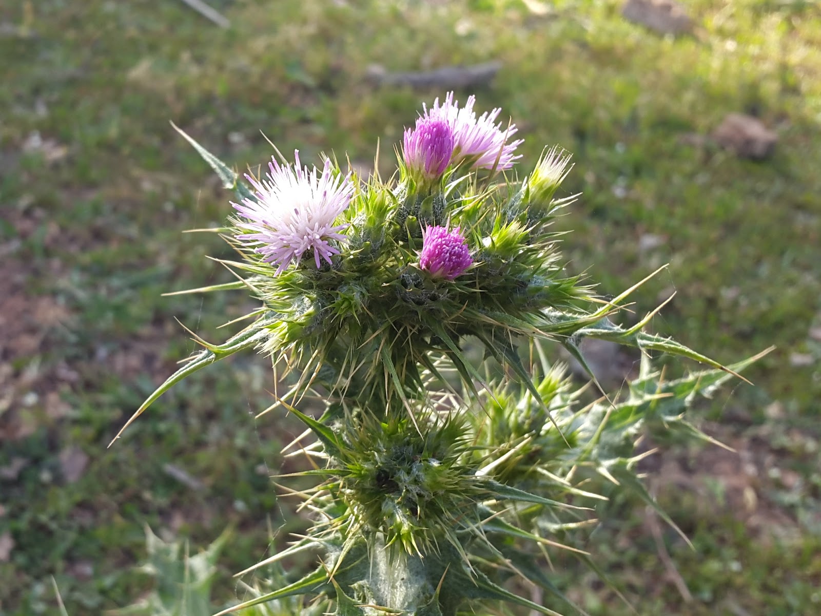 Flores Silvestres: Carduus tenuiflorus