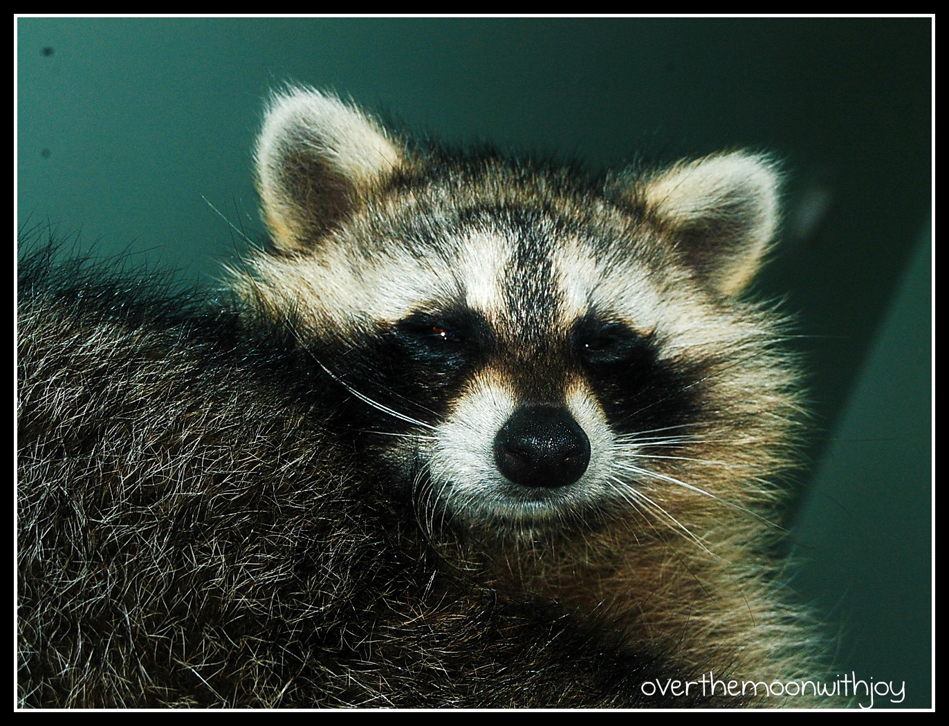 Over the Moon with Joy: Good-bye my Sweet Raccoons...