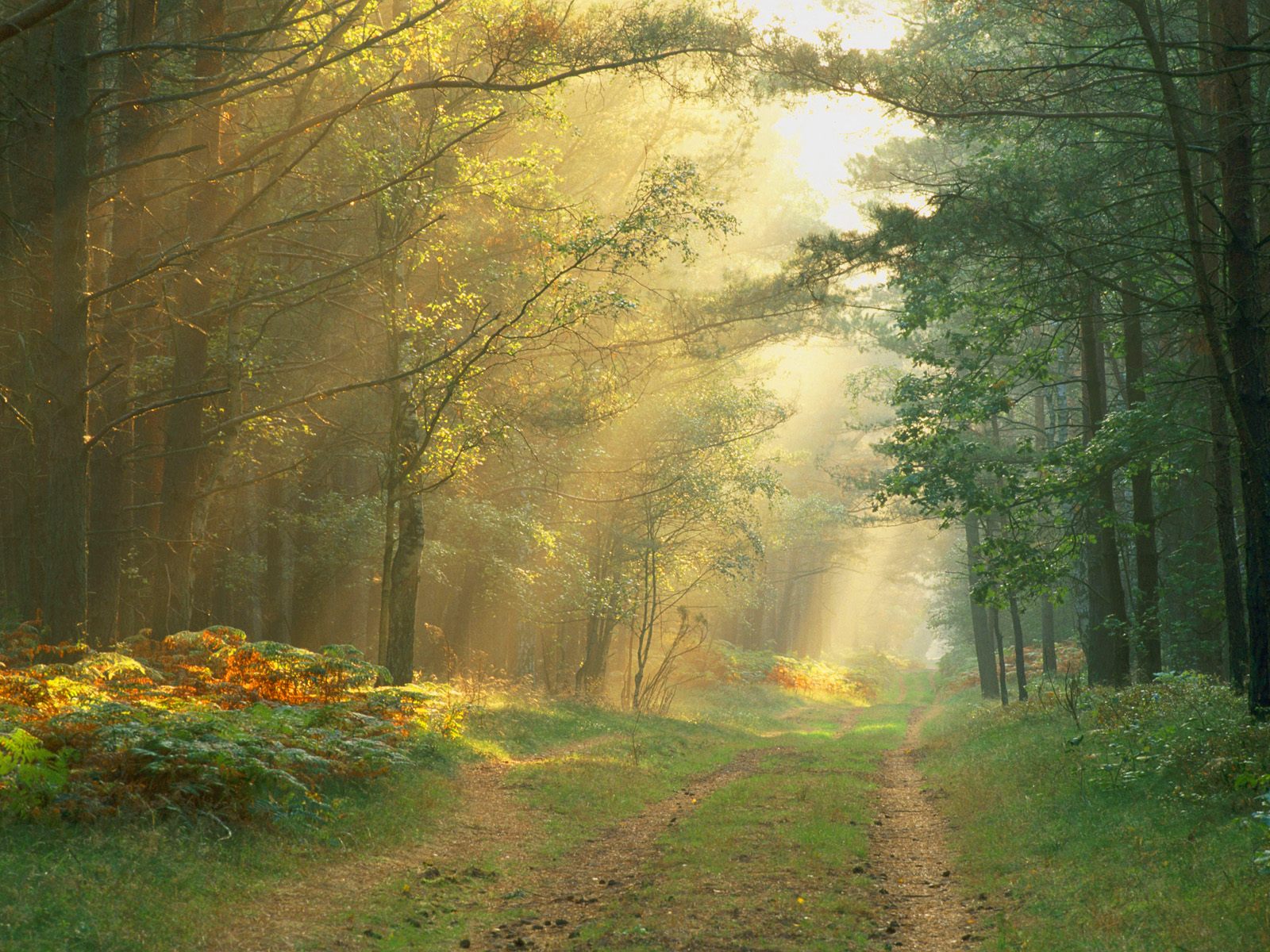 wallpapernarium: Hermoso bosque con un sendero en el wallpapernarium: Hermoso bosque con un sendero en el
