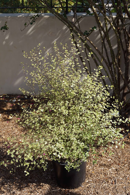 Growth Habits And Progress Of Six Pittosporum Tenuifolium Selections