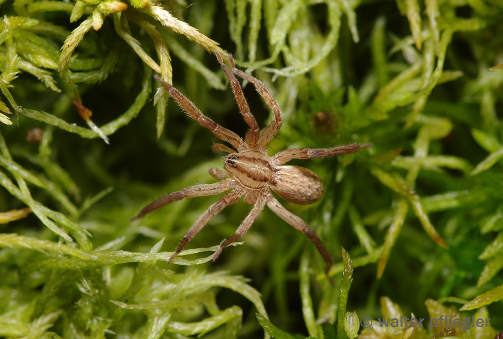 Nature photos from an Amateur Naturalist: Kelemér, Hungary (Kelemér ...