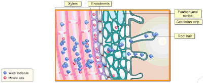 BIOLOGY FORM 6: Transport of Water: Mechanism