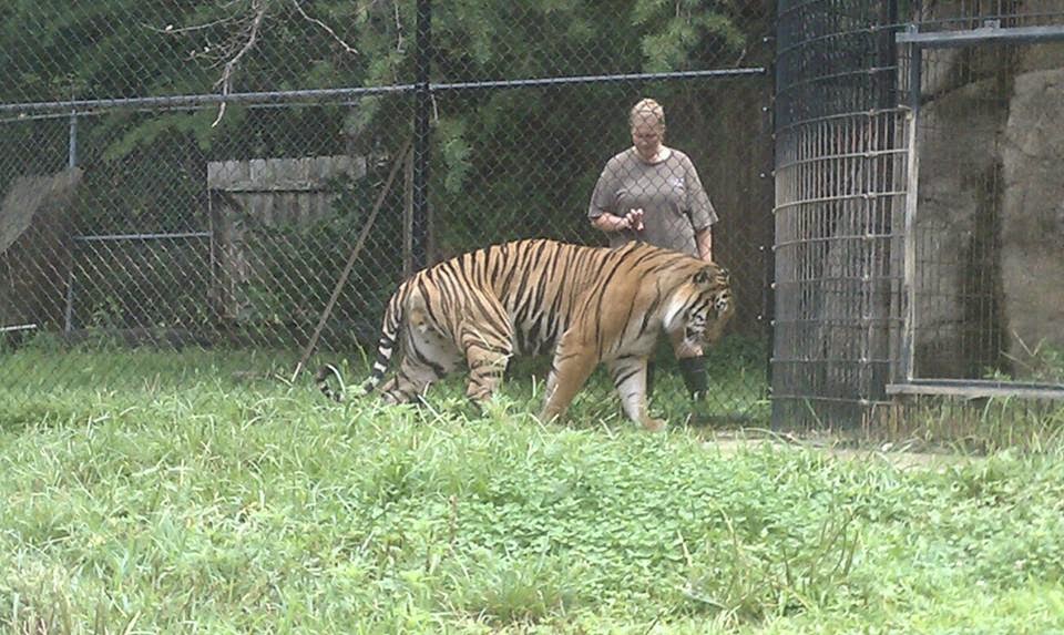 What's Good in Greensboro?: Tigers at the Greensboro Science Center