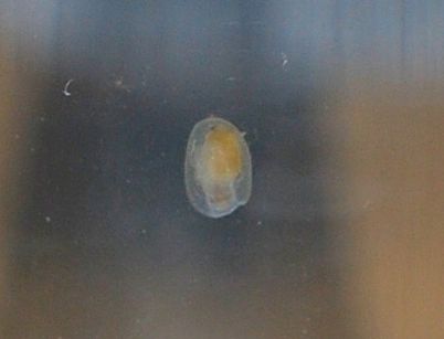 Akvaario-tietopankki: Huppukotilo (Acroloxus lacustris & Ferrissia ...