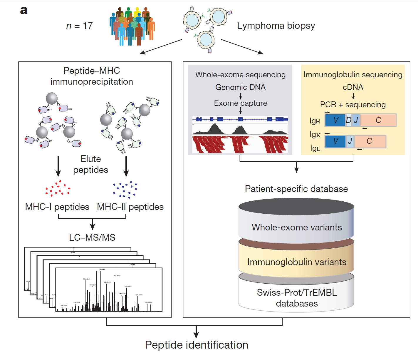 Mantle-cell lymphoma neoantigens are derived from immunoglobulins ...