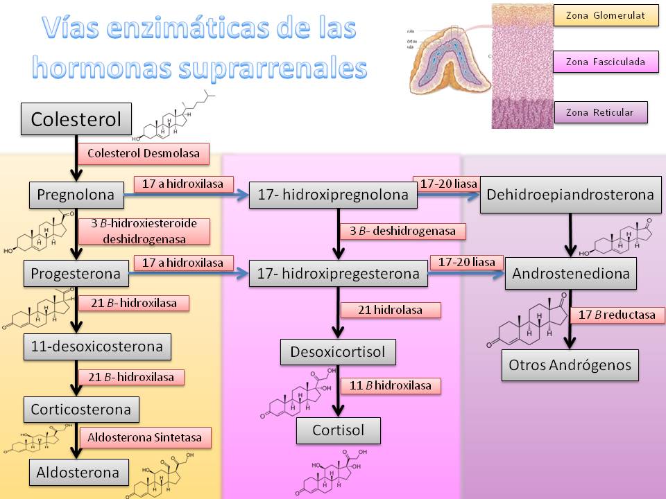 Dzib's Blog | Fisiología Medica |: Vias enzimáticas de las hormonas ...