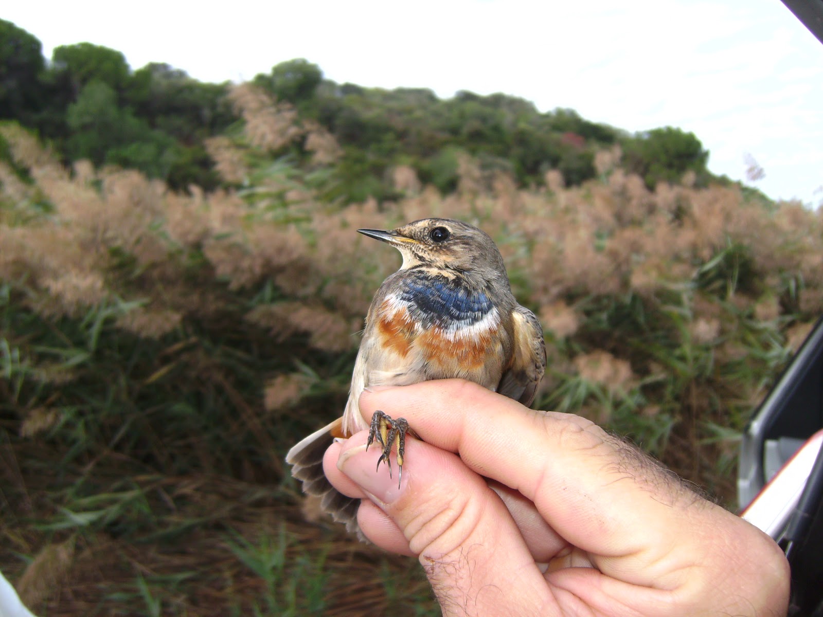 The Cardiff Bird Ringers: A Lesson in Wet Marshy Places
