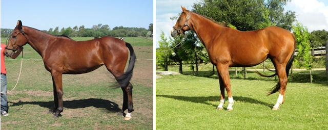 Equitación y Todo Sobre Caballos: Tipos de manchas y Pelajes