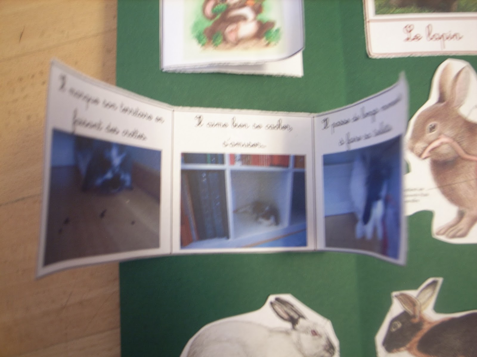 Les Montessouris: Lapbook sur le lapin